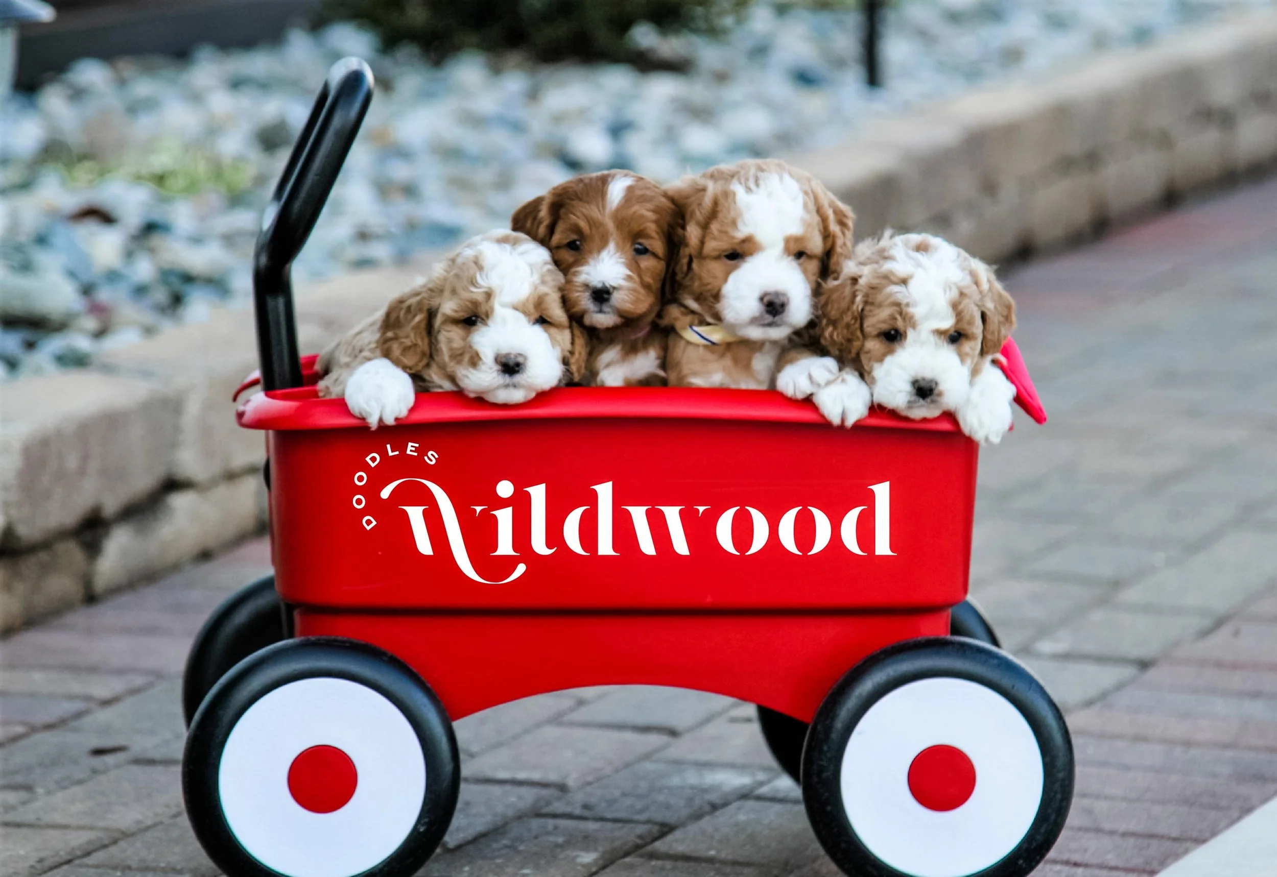 Doodle Puppies for Adoption in California| Doodle Breeders