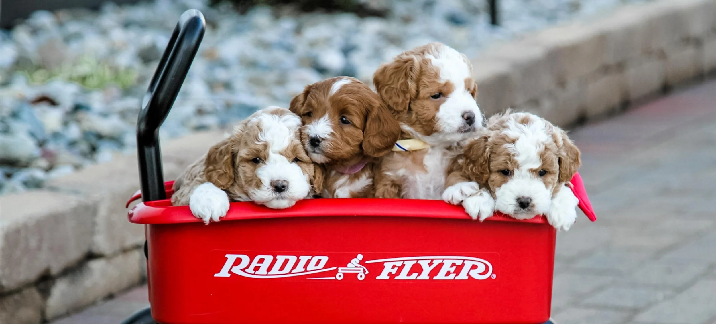 Doodle Puppies for Adoption | Doodle Breeders