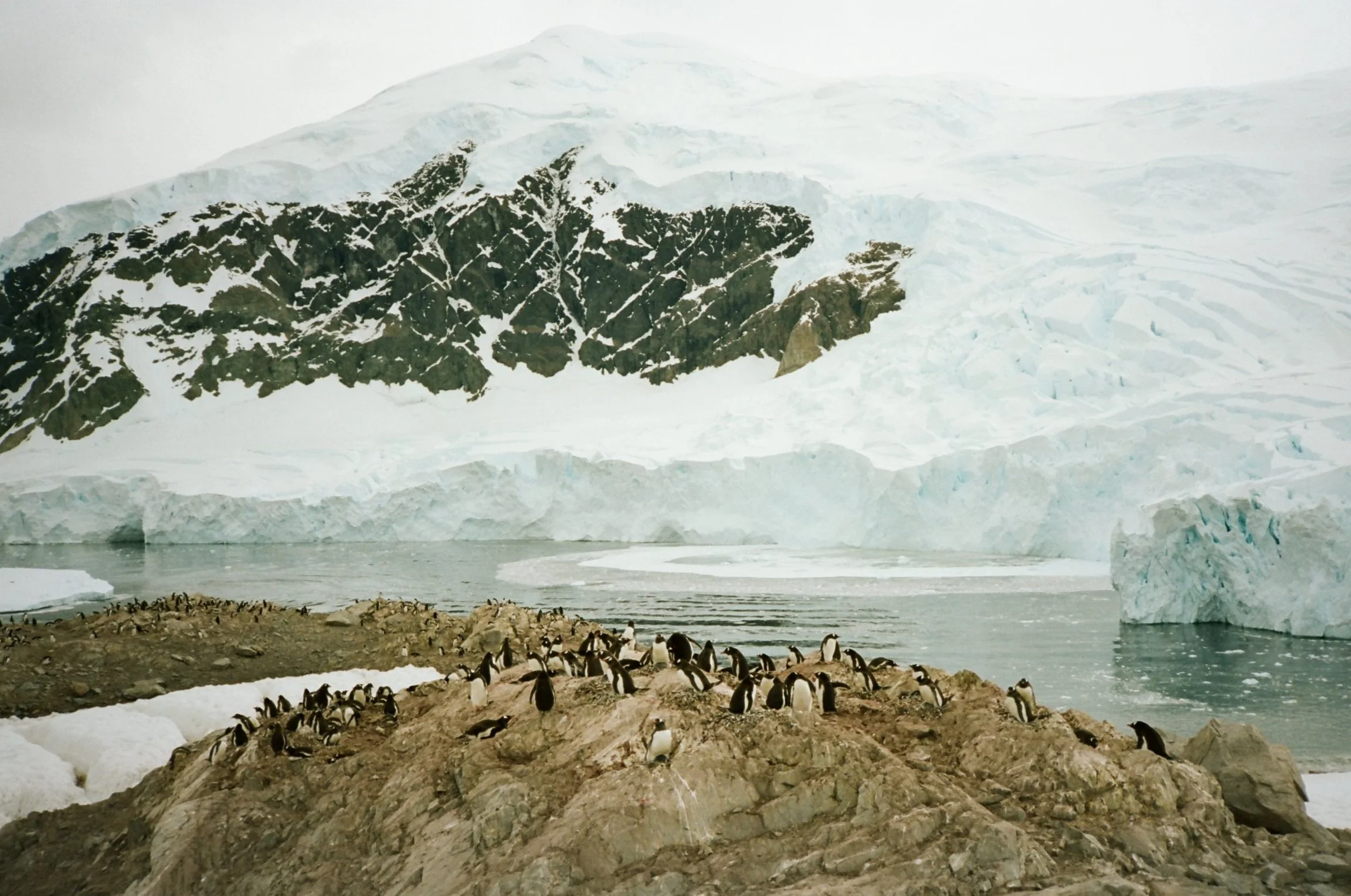 Photos of the Antarctic Peninsula in 35mm Analog Film Yashica T4 Kodak ...