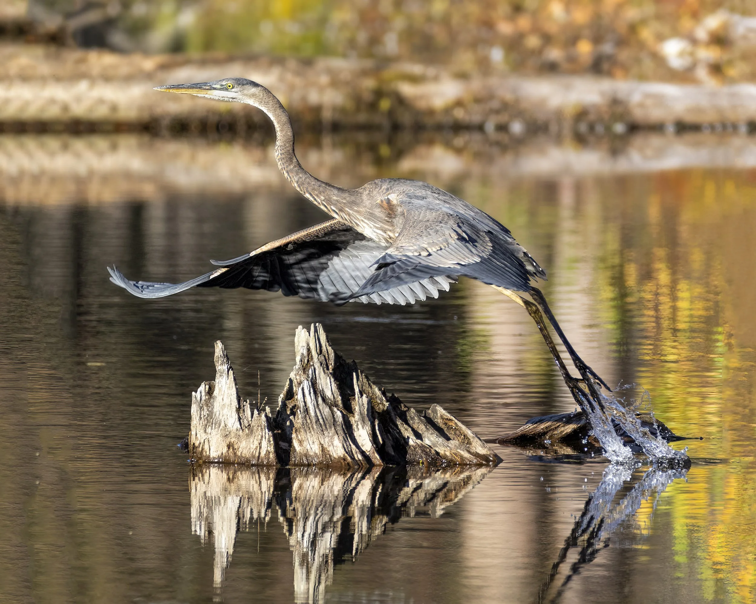 Annual Photography Show