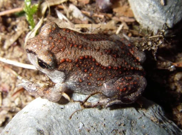 Eastern Spadefoot Toad: Special Concern