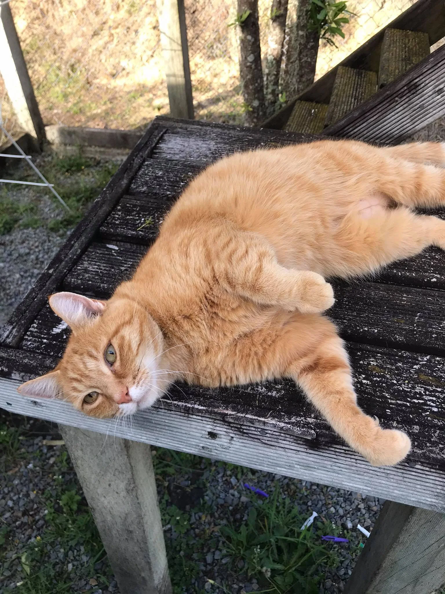 photo gallery — Elite Cat Boarding