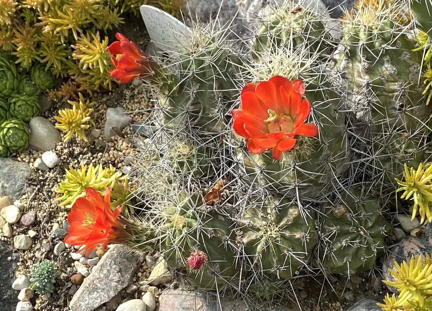 Pest Identification & Troubleshooting — Michigan Cactus & Succulent Society