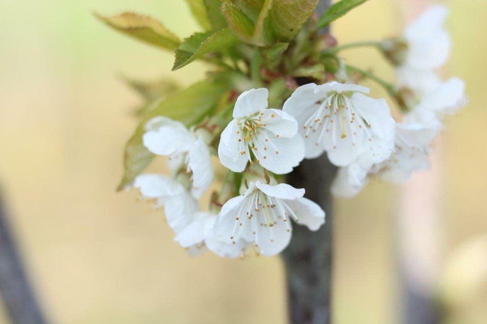 Japanese Plum - Fortune | Discover Juicy Delights — The Urbanist