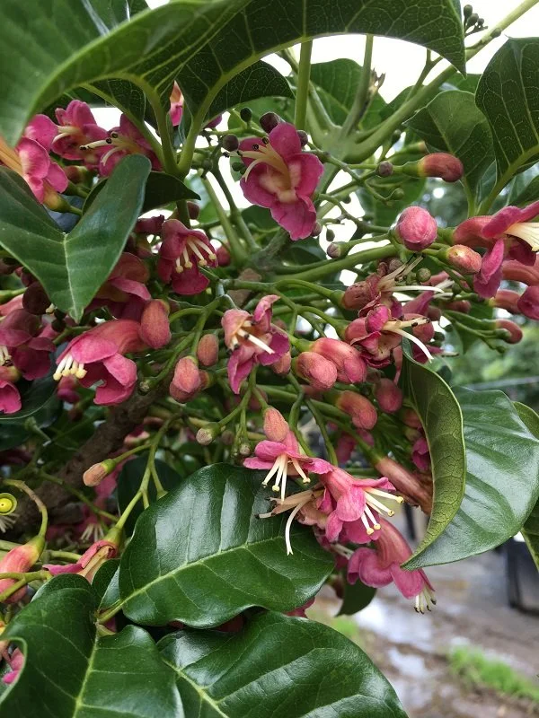Puriri | Explore Native Greenery — The Urbanist