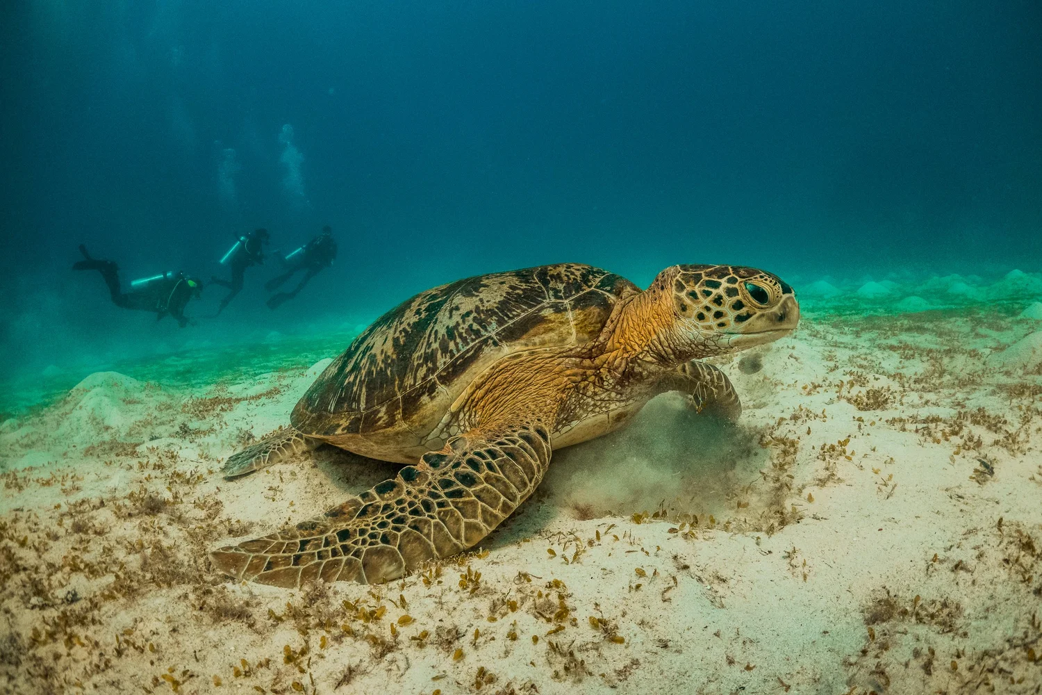 Megafauna: Best Komodo Dive Sites to Find Your Favourite | Scuba Republic