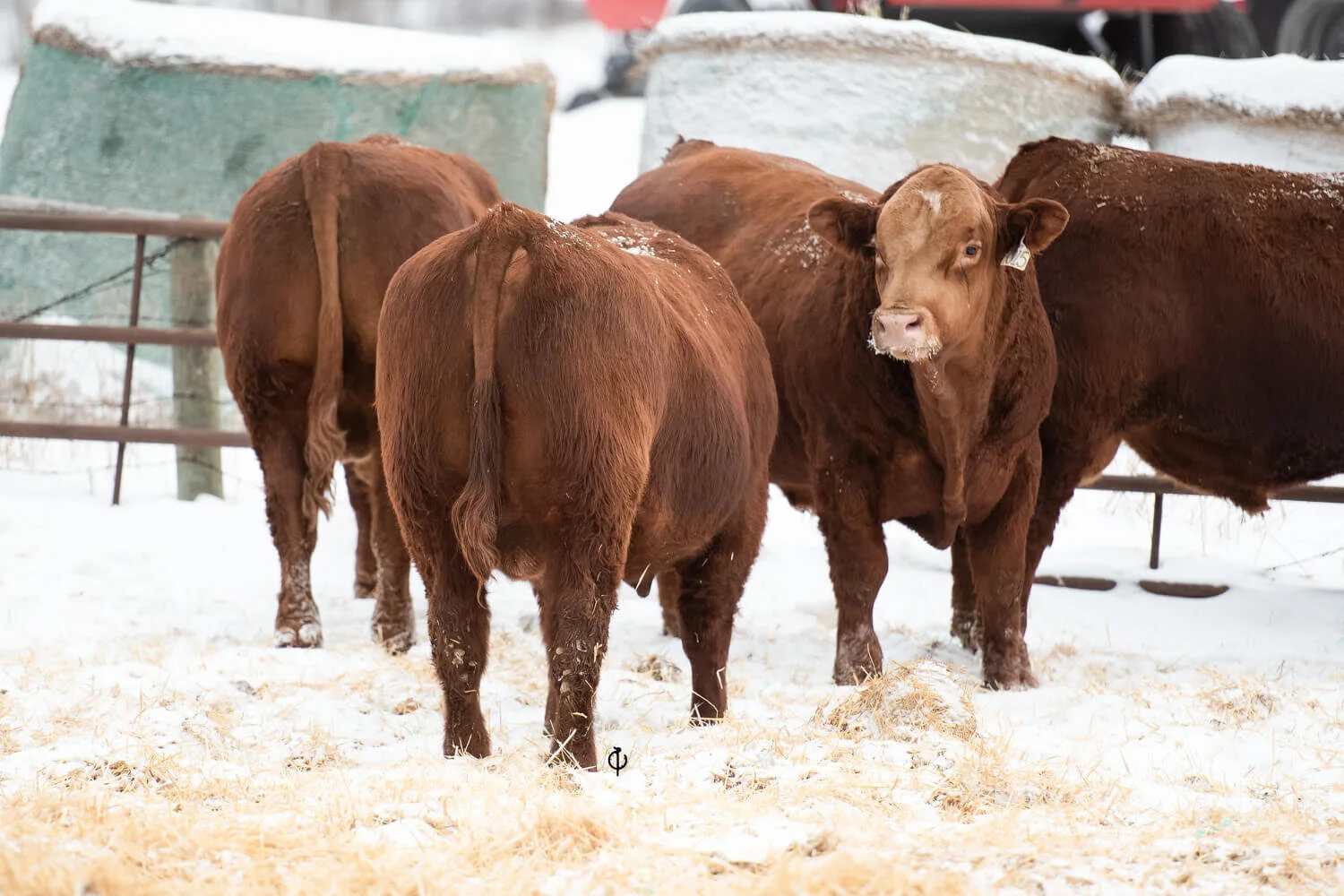 Simmental & Angus Bull Sale - February 21st, 2024 — M & J Farms