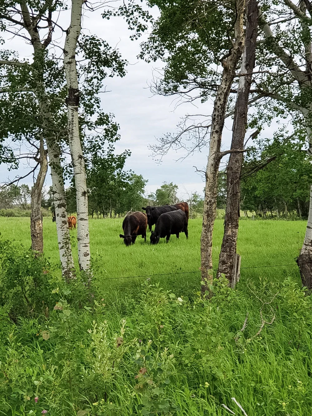 Gallery — M & J Farms