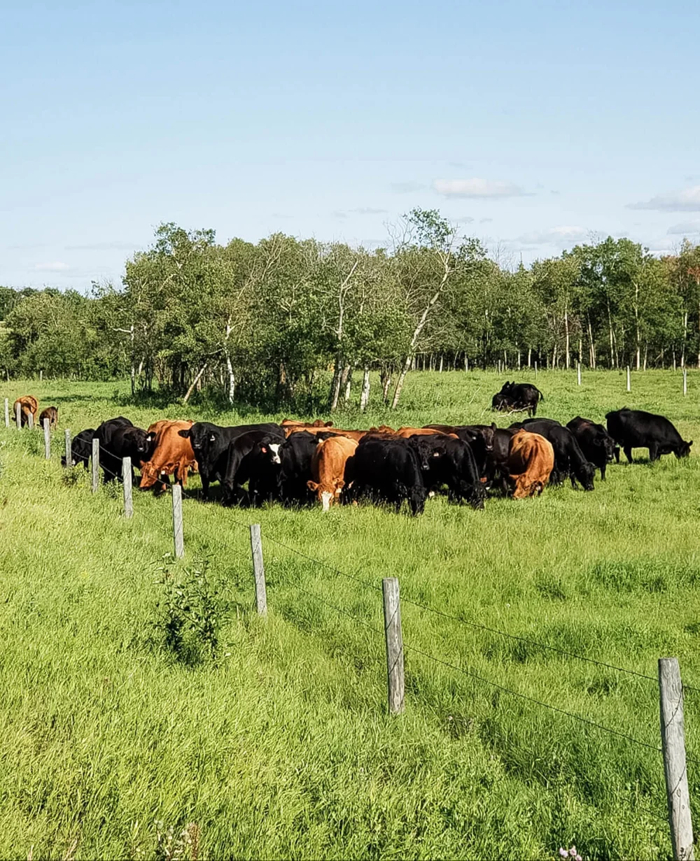 Contact — M & J Farms