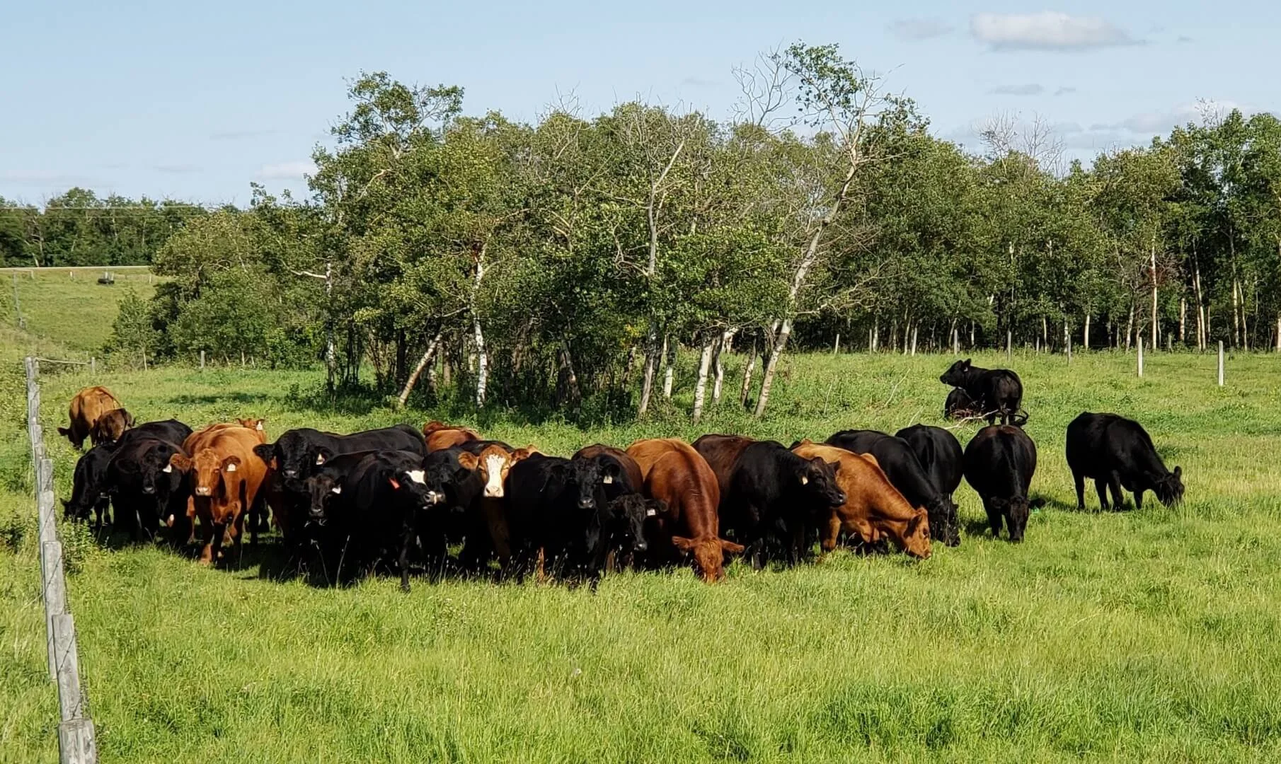 Gallery — M & J Farms