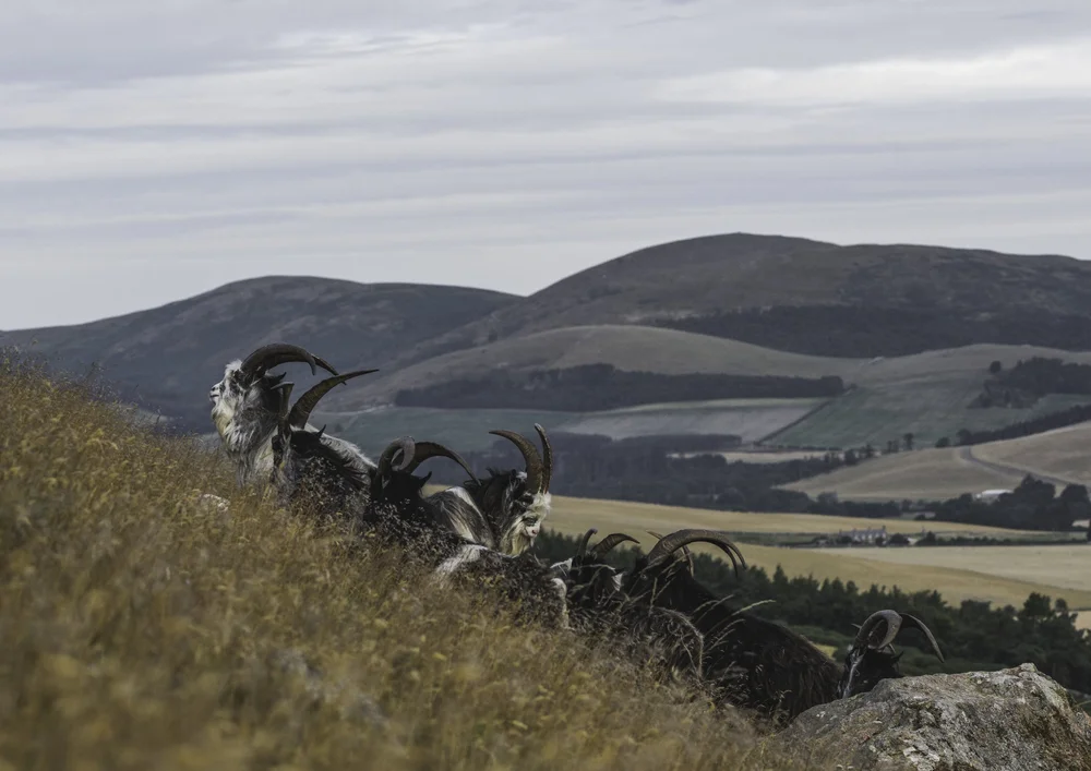 Yeavering Bell — Northumberland 250
