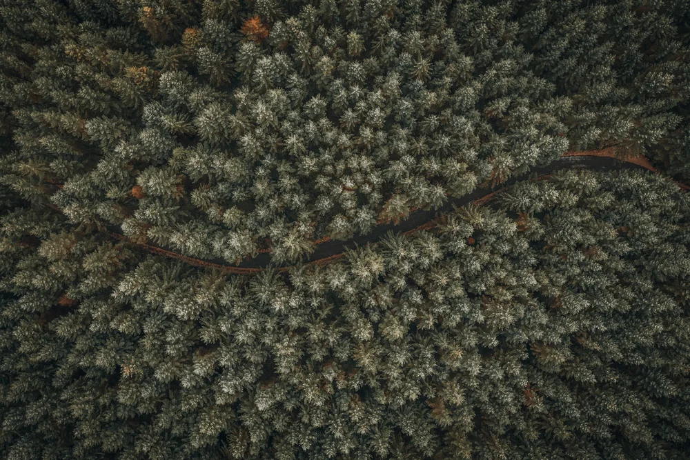 Kielder Forest Drive — Northumberland 250