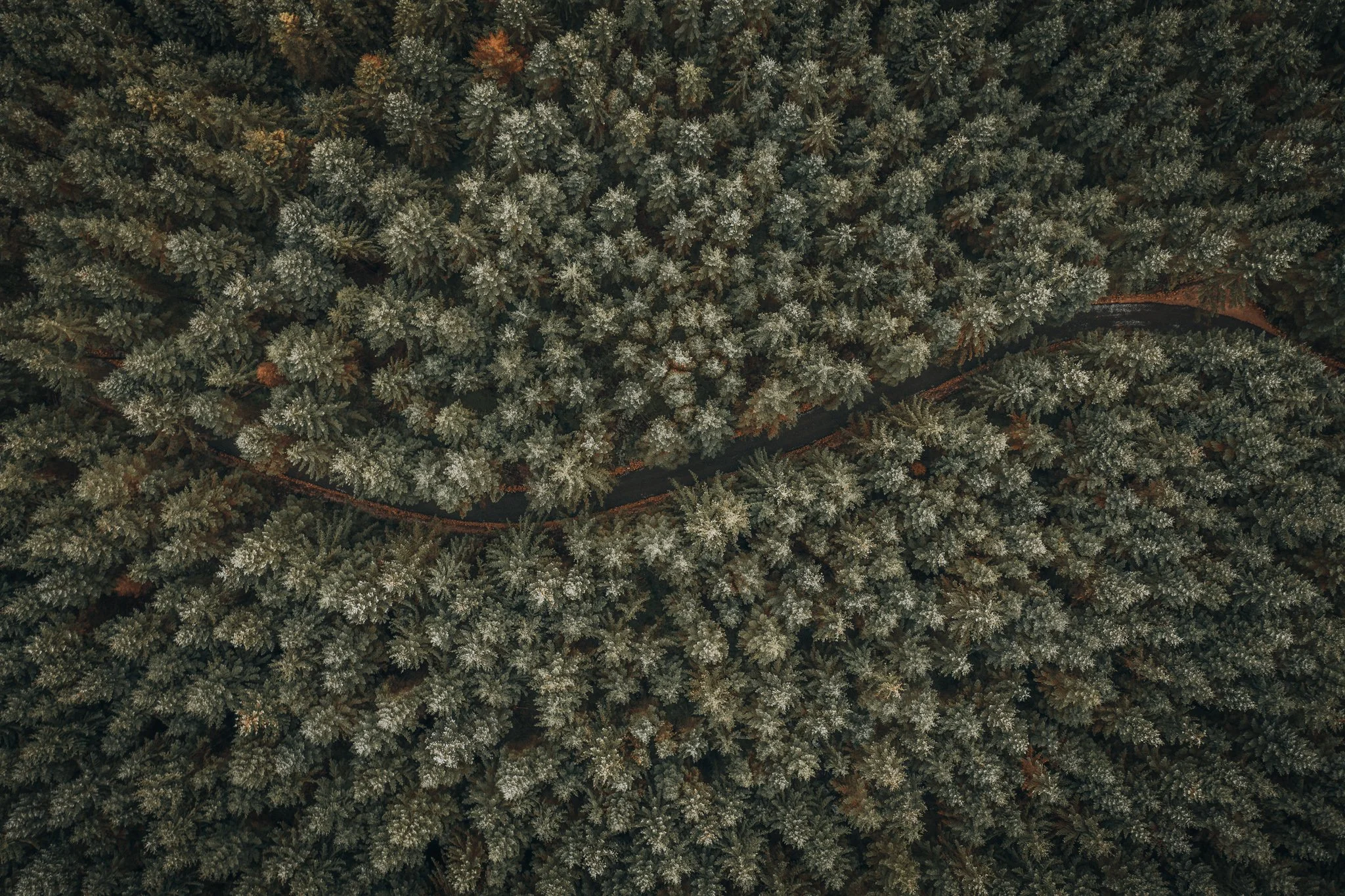 Kielder Forest Drive — Northumberland 250