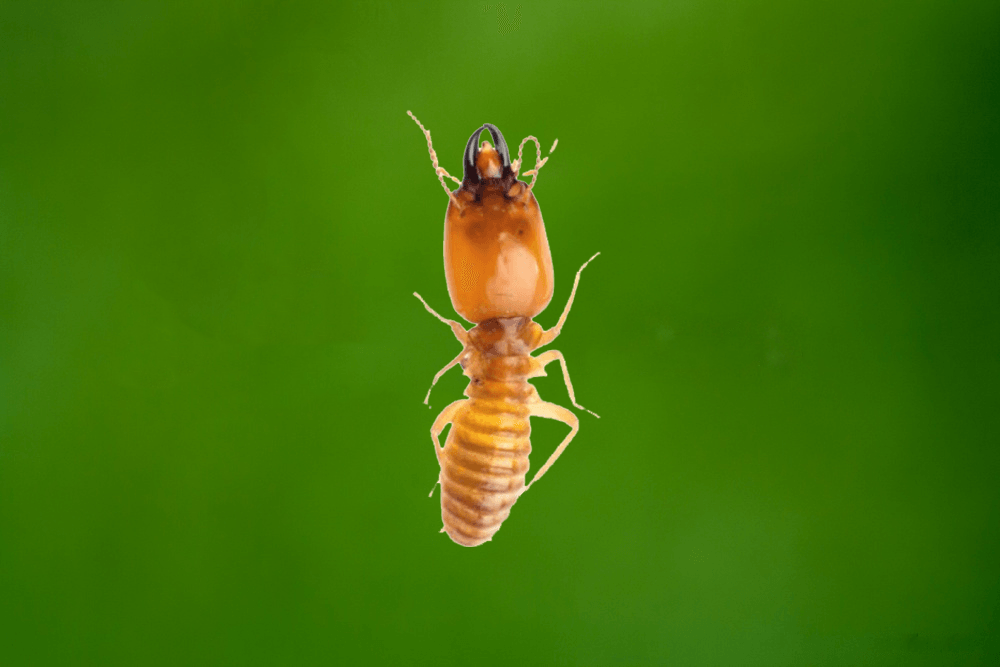 Over-A-Cheever Pest Control | Serving Port Charlotte, North Port ...