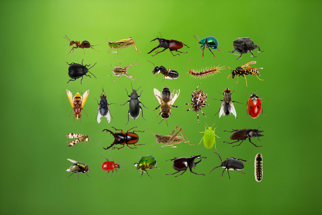 Over-A-Cheever Pest Control | Serving Port Charlotte, North Port ...
