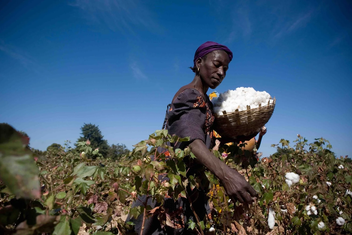 Our Story: Reviving Nigeria's Cotton Industry | Yield Initiatives ...
