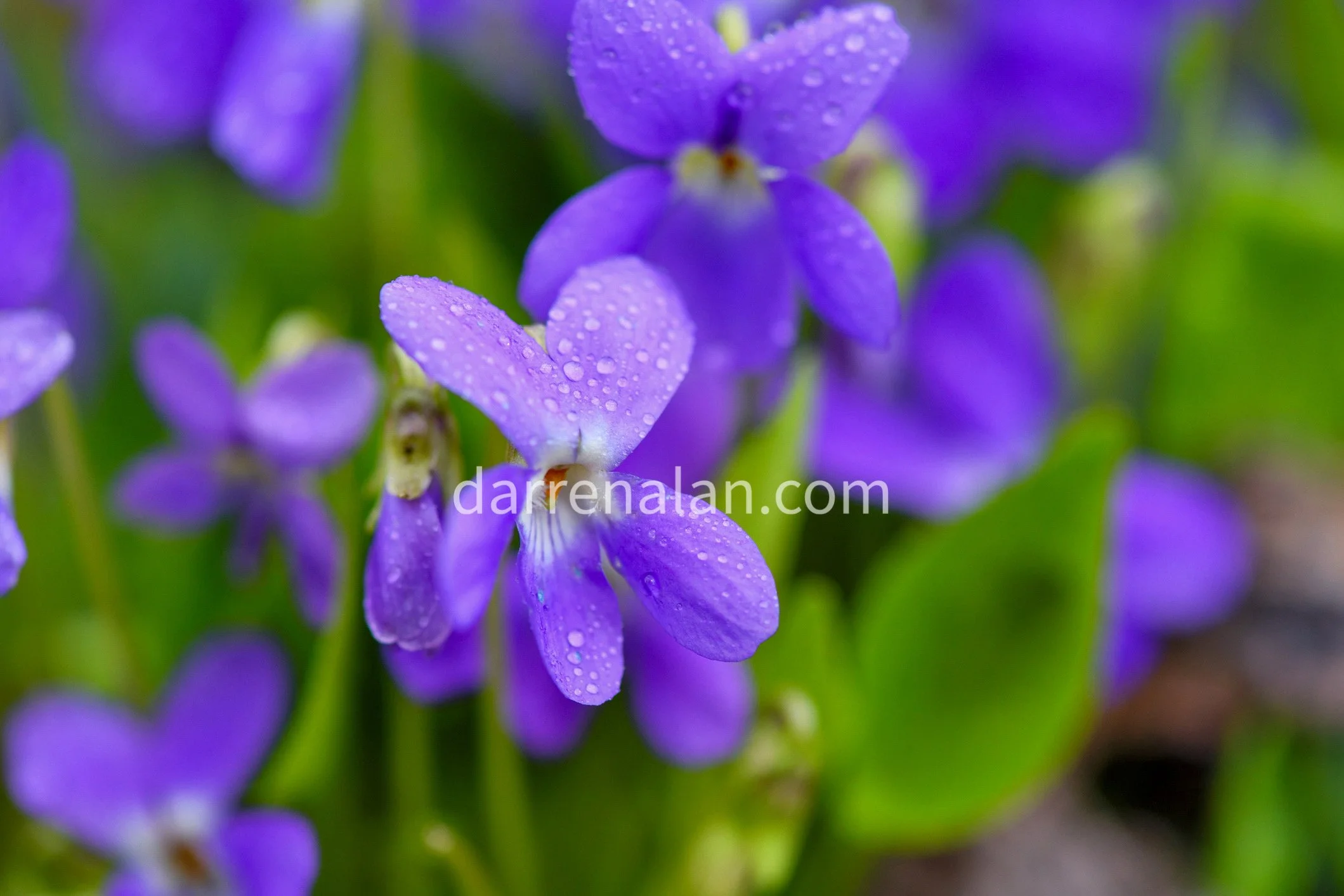 Iso E Super® — Darren Alan Perfumes