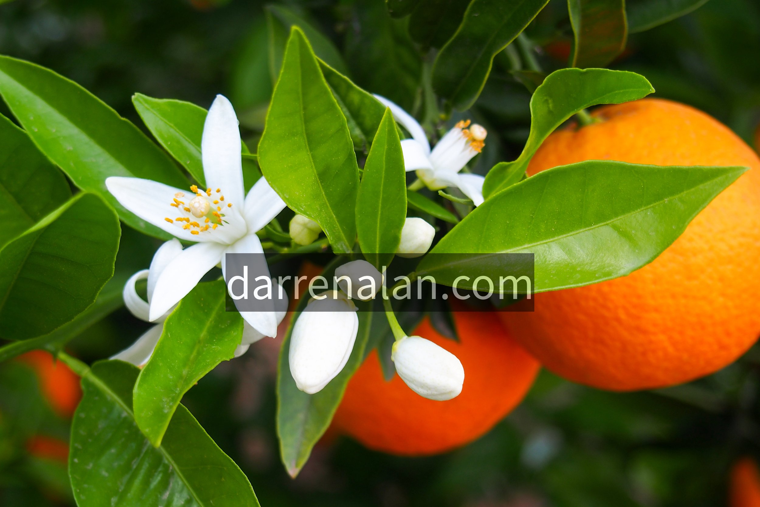 Veramoss (Evernyl) — Darren Alan Perfumes