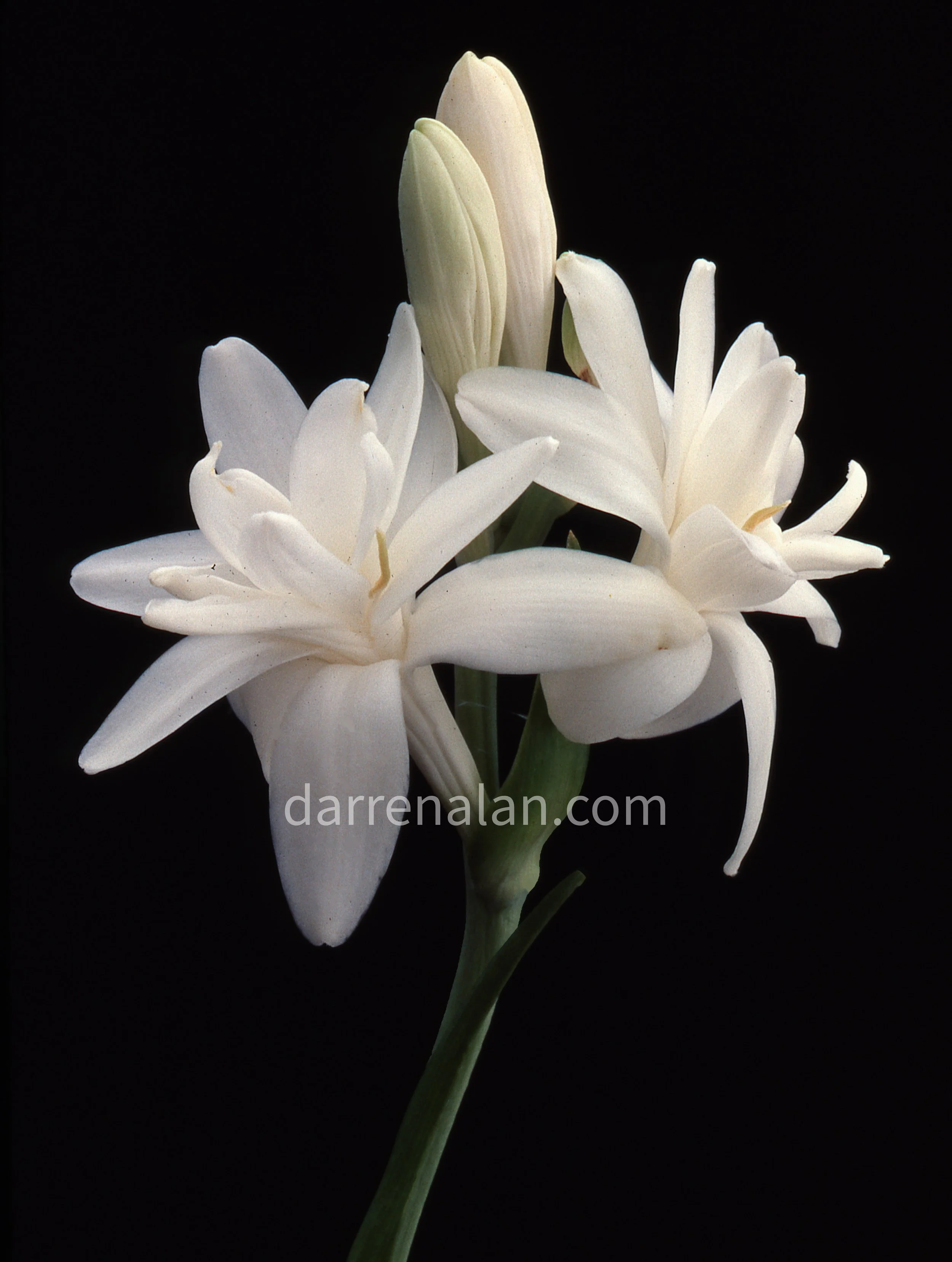 Veramoss (Evernyl) — Darren Alan Perfumes
