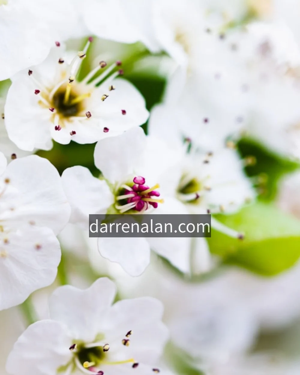 Iso E Super® — Darren Alan Perfumes