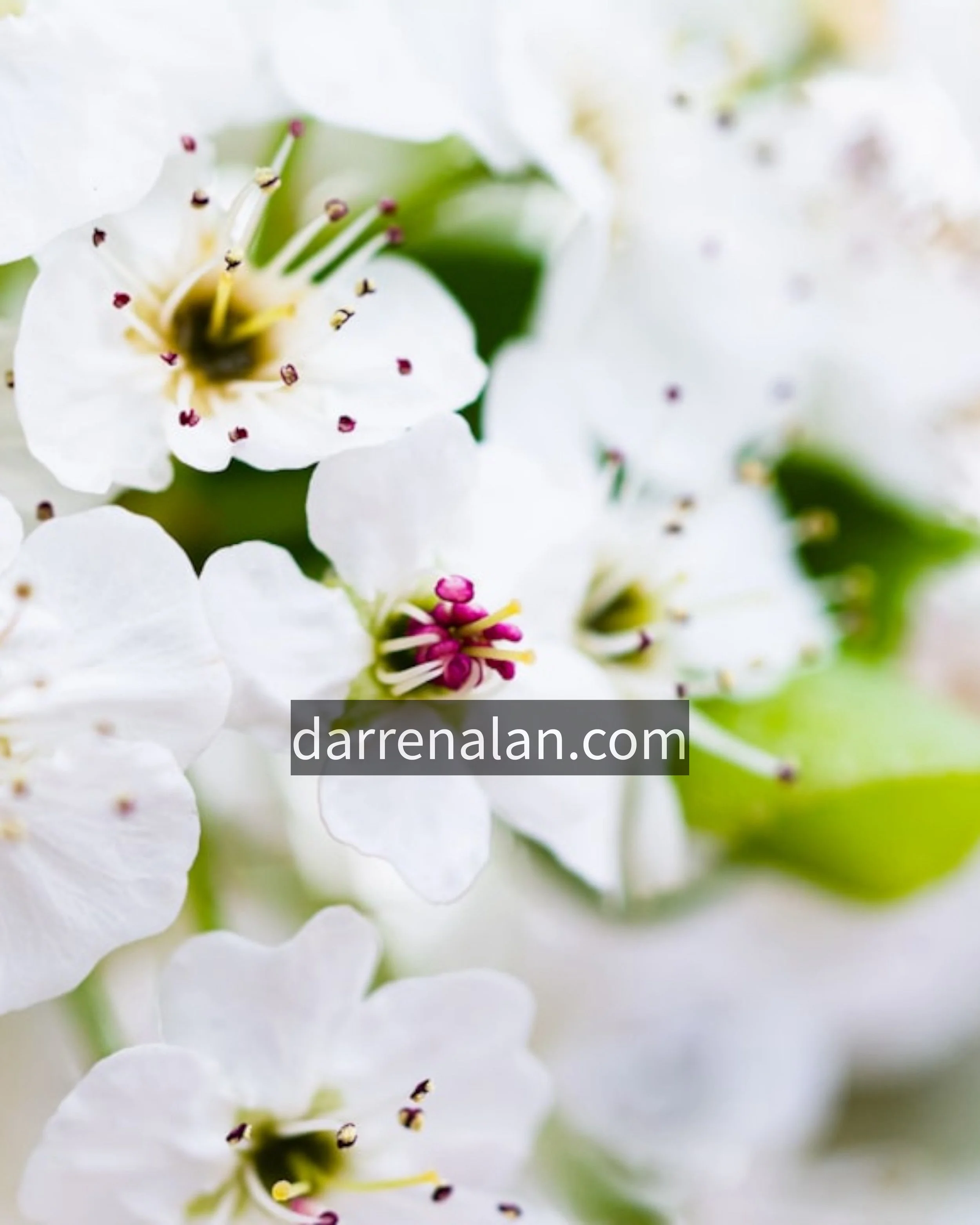 Iso E Super® — Darren Alan Perfumes