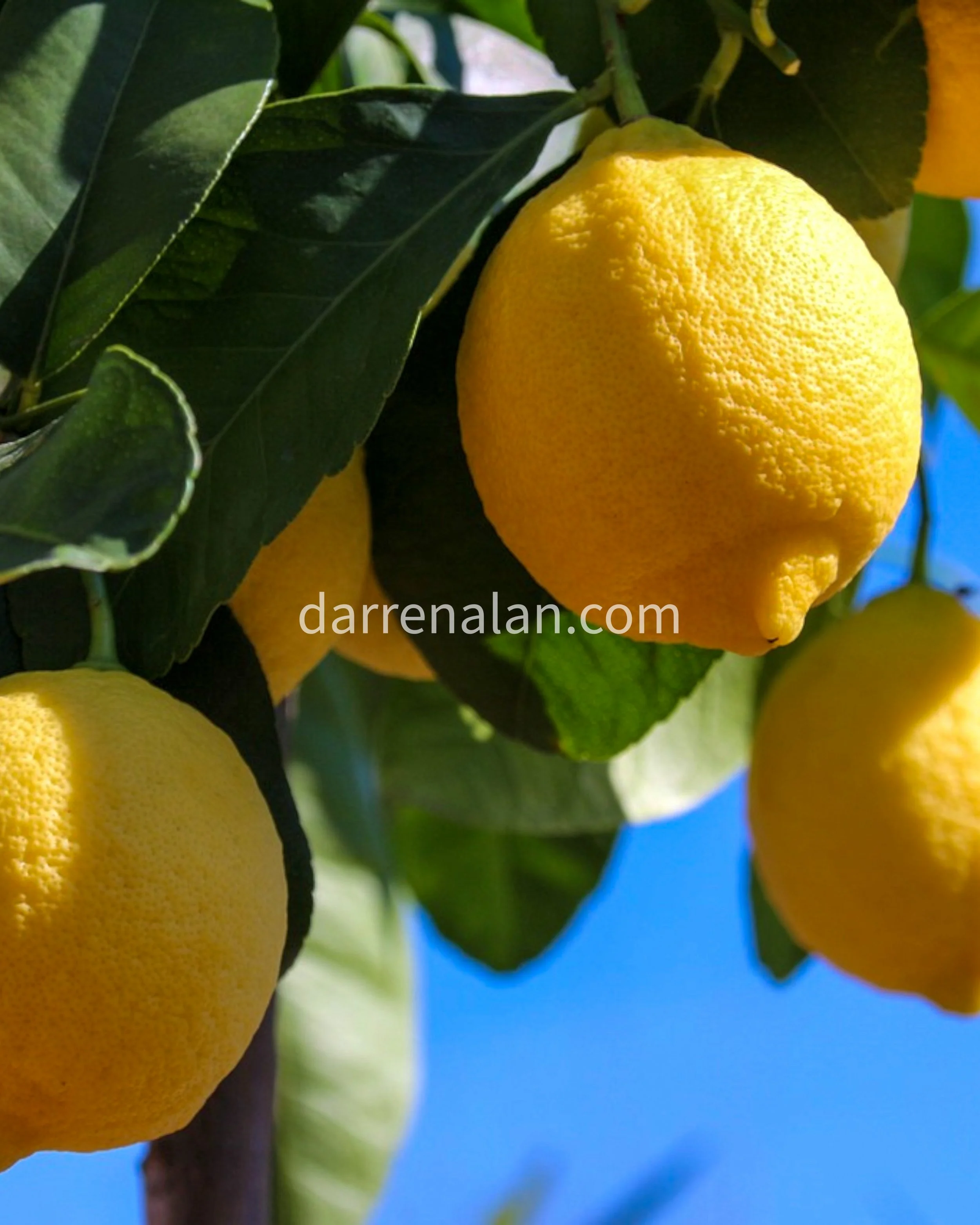 Veramoss (Evernyl) — Darren Alan Perfumes