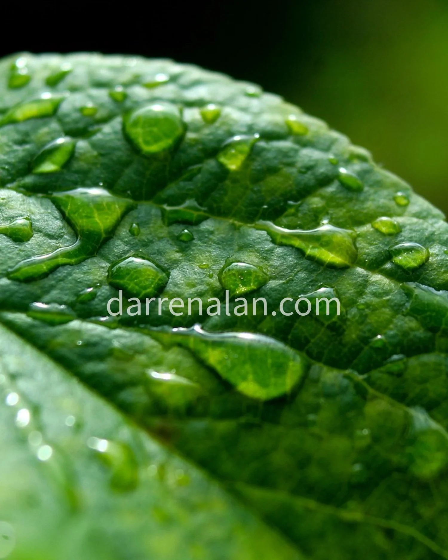 STORE — Darren Alan Perfumes