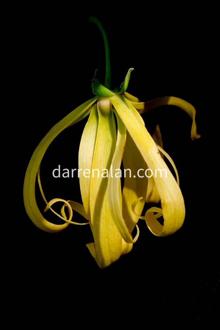 Veramoss (Evernyl) — Darren Alan Perfumes