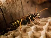 Types Of Wasps In Maine | Wasp Identification & Prevention Tips ...