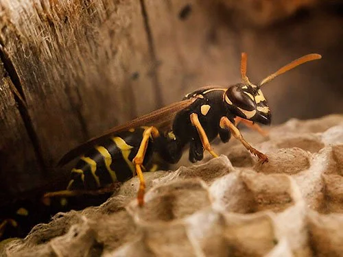 Types Of Wasps In Maine | Wasp Identification & Prevention Tips ...