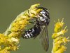 Types Of Wasps In Maine | Wasp Identification & Prevention Tips ...