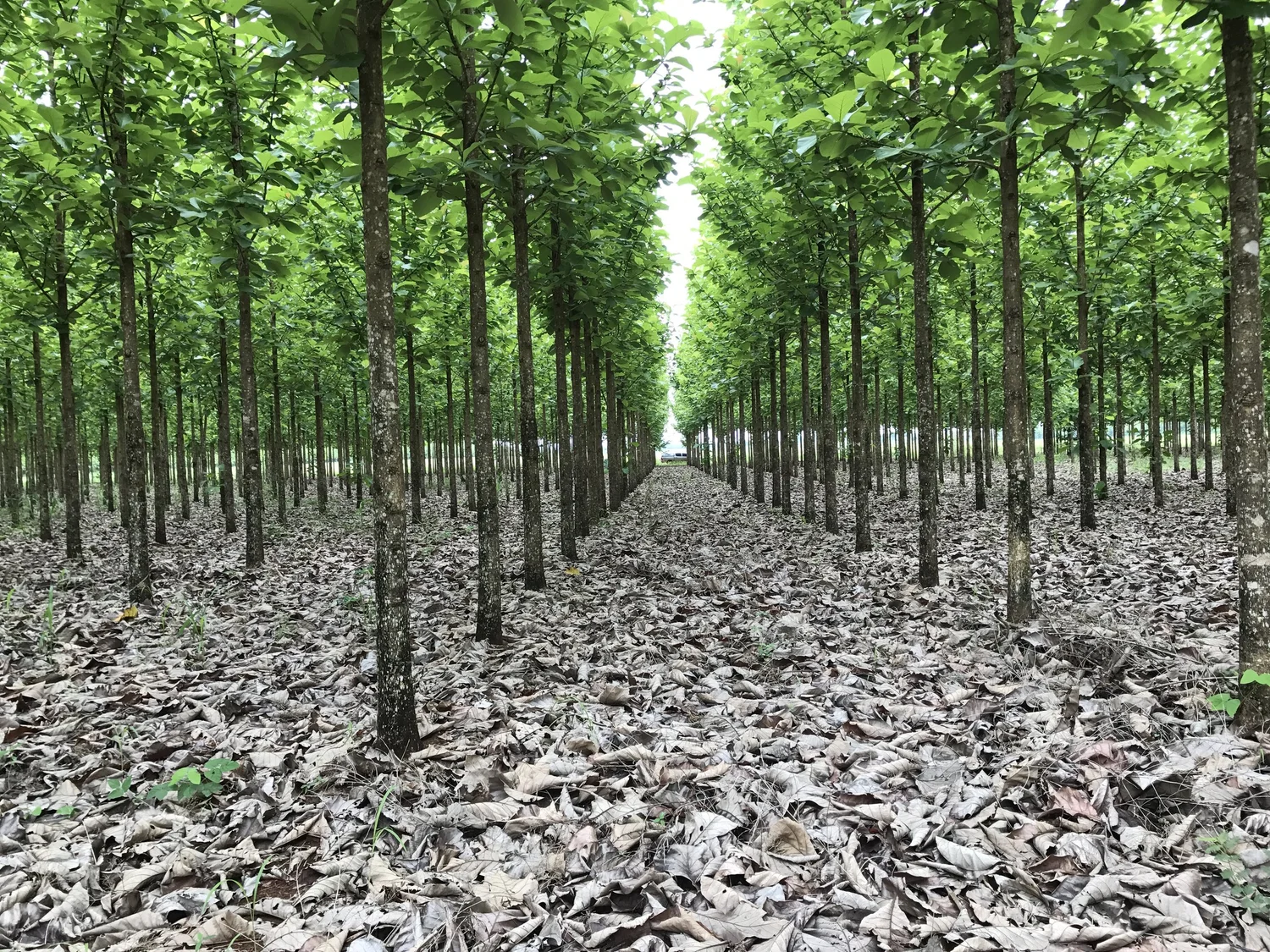TRIPAN GUATEMALA — TRIPAN | Bosques sustentables