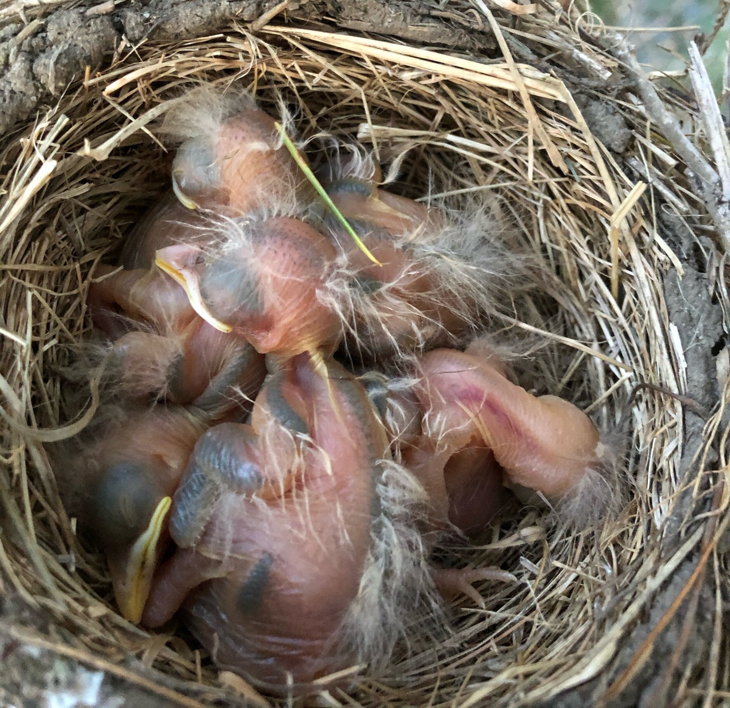 Baby Robins In Nest