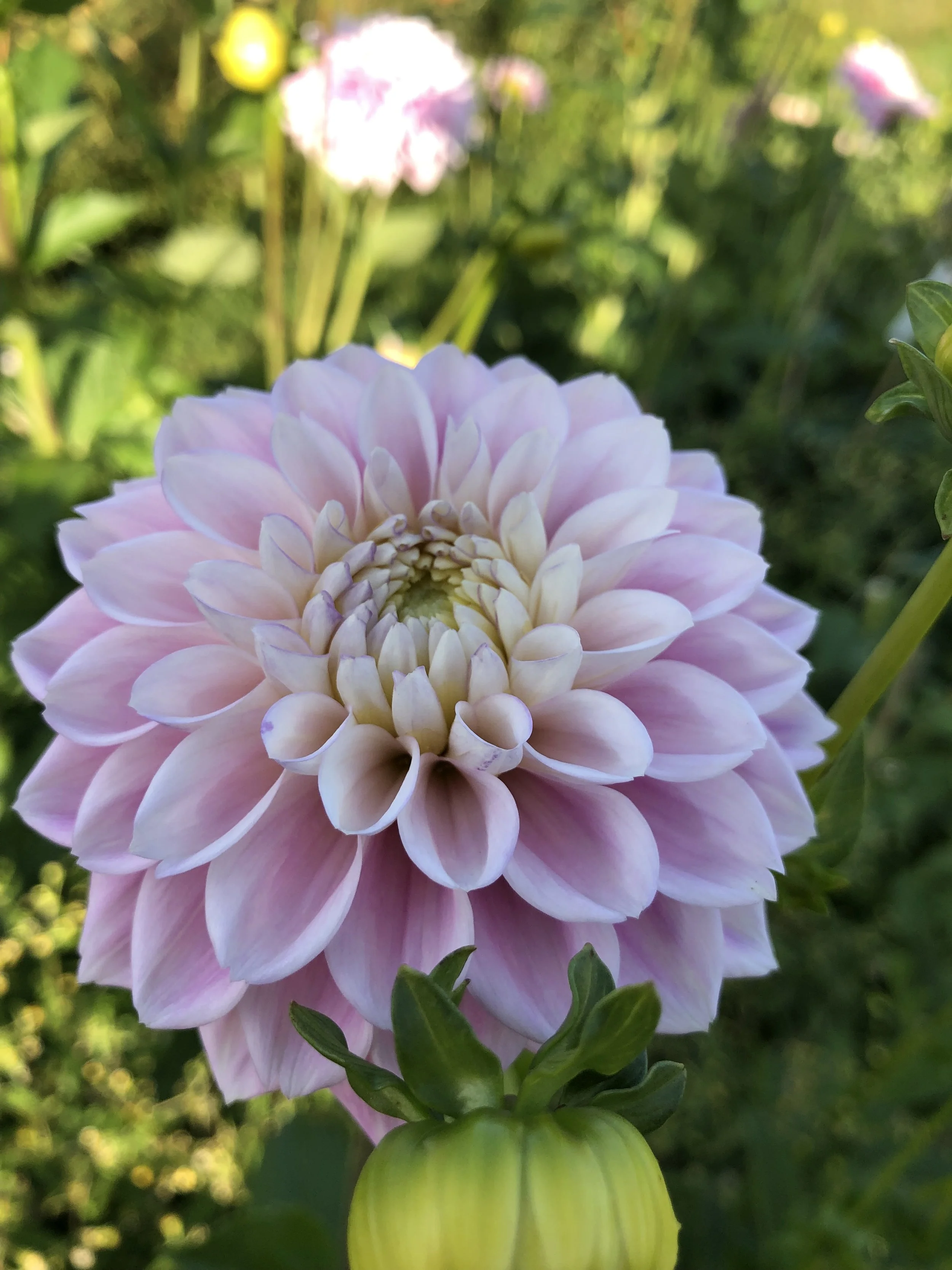Rock Run Ashley — Peace of Heaven Flower Farm