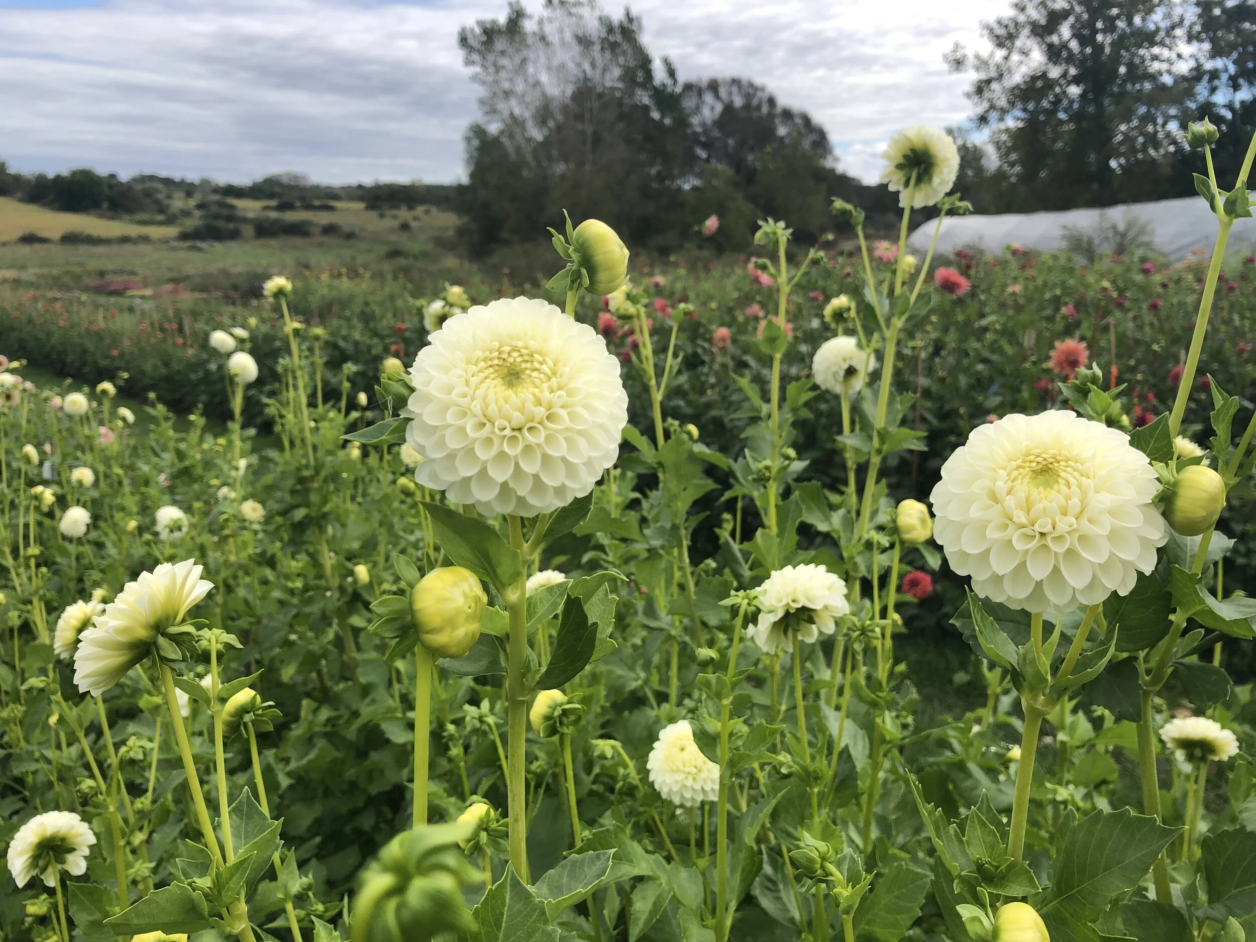Rock Run Ashley — Peace of Heaven Flower Farm