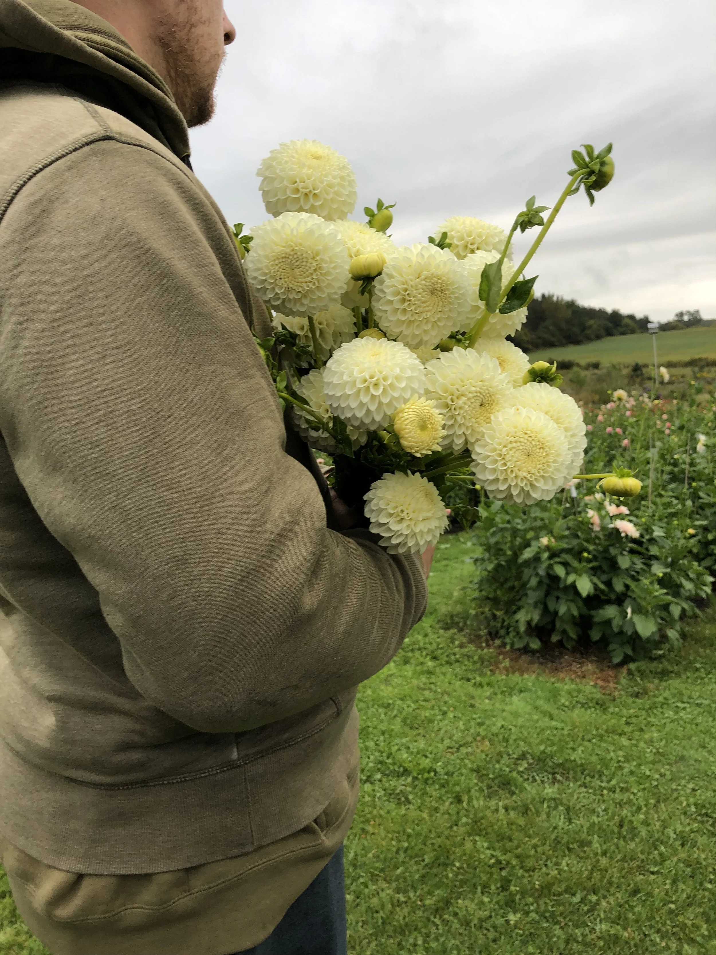 Princess Nadine — Peace of Heaven Flower Farm