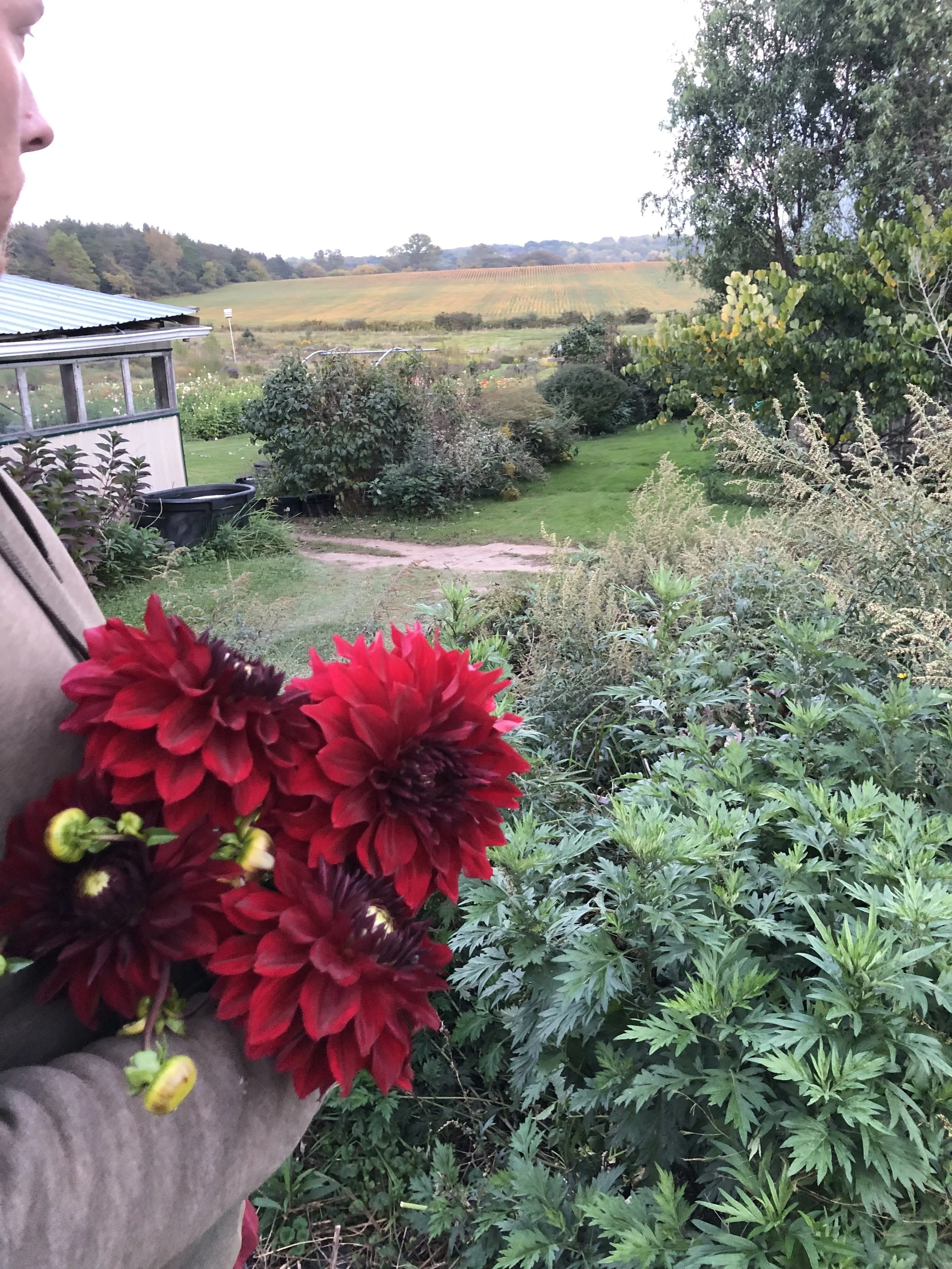 Rock Run Ashley — Peace of Heaven Flower Farm