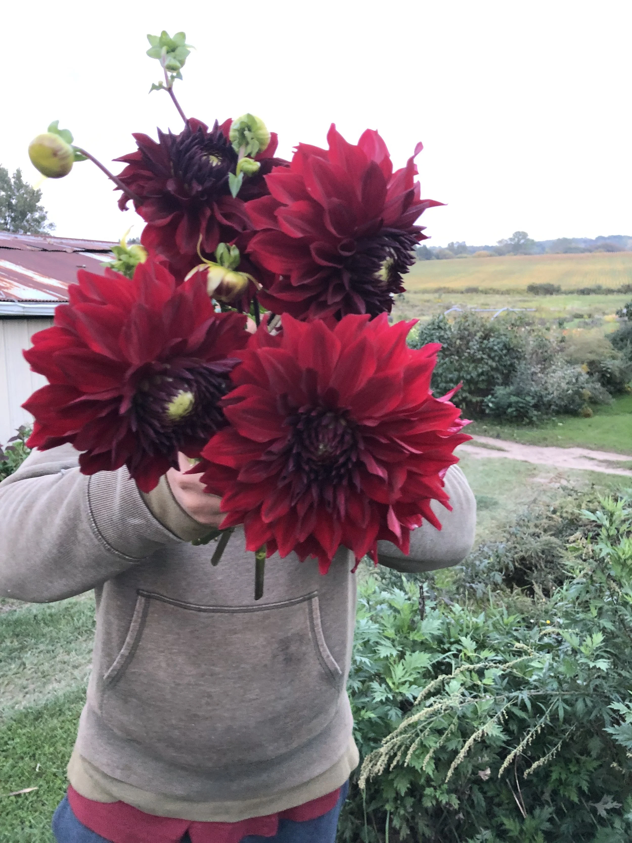 Rock Run Ashley — Peace of Heaven Flower Farm