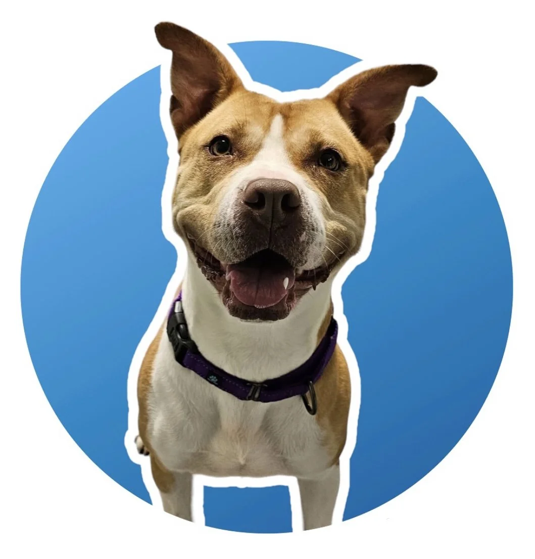 A New Haven — Strayhaven Animal Shelter