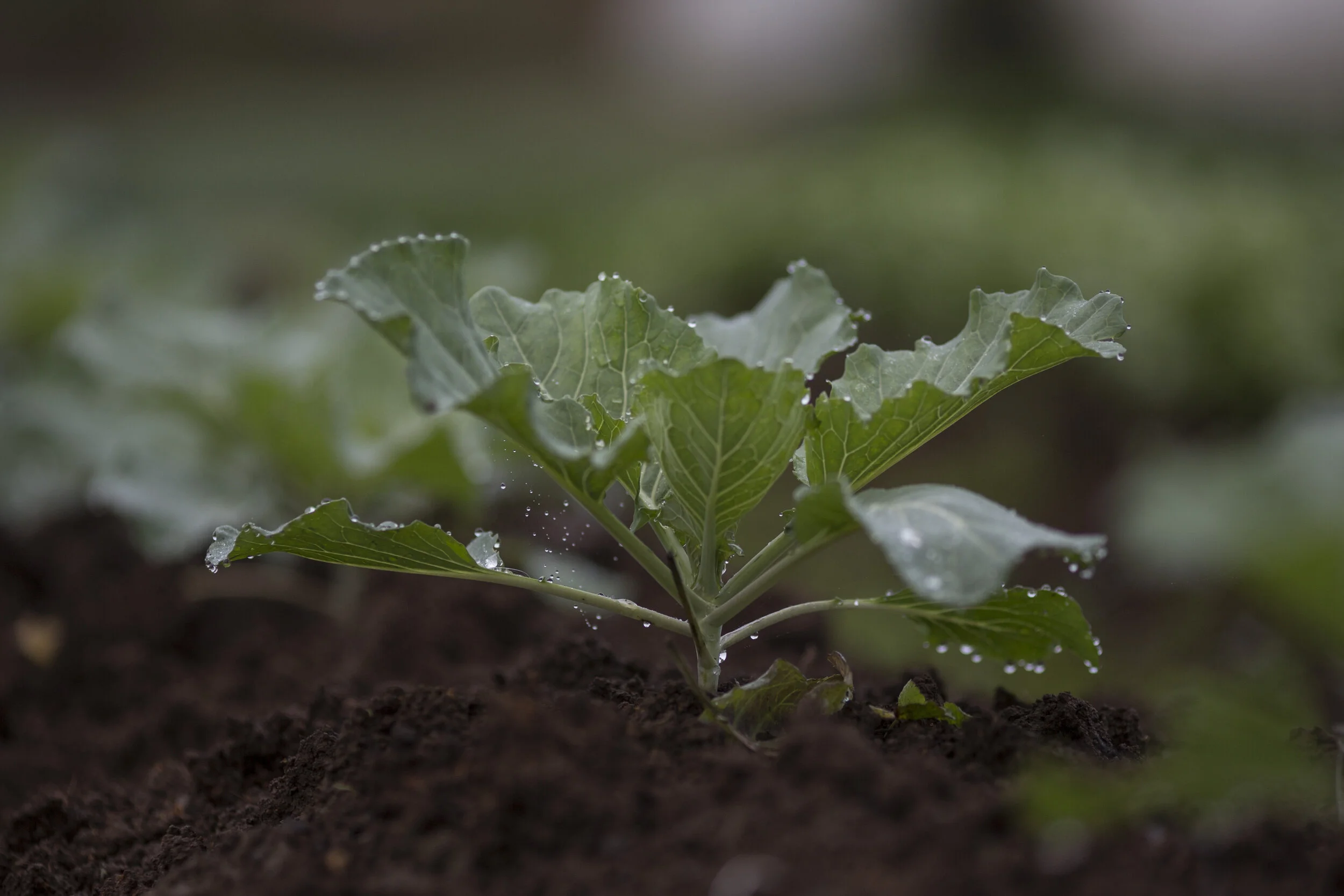 Innovative Agriculture (Agro) Industry Limited