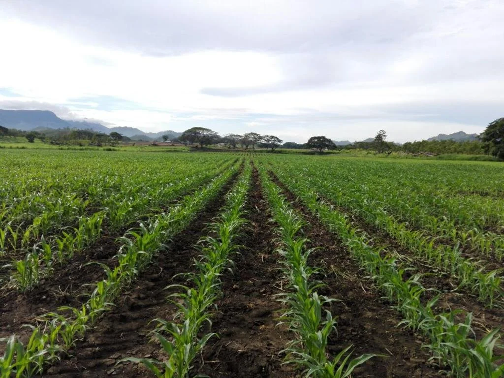 Innovative Agriculture (Agro) Industry Limited