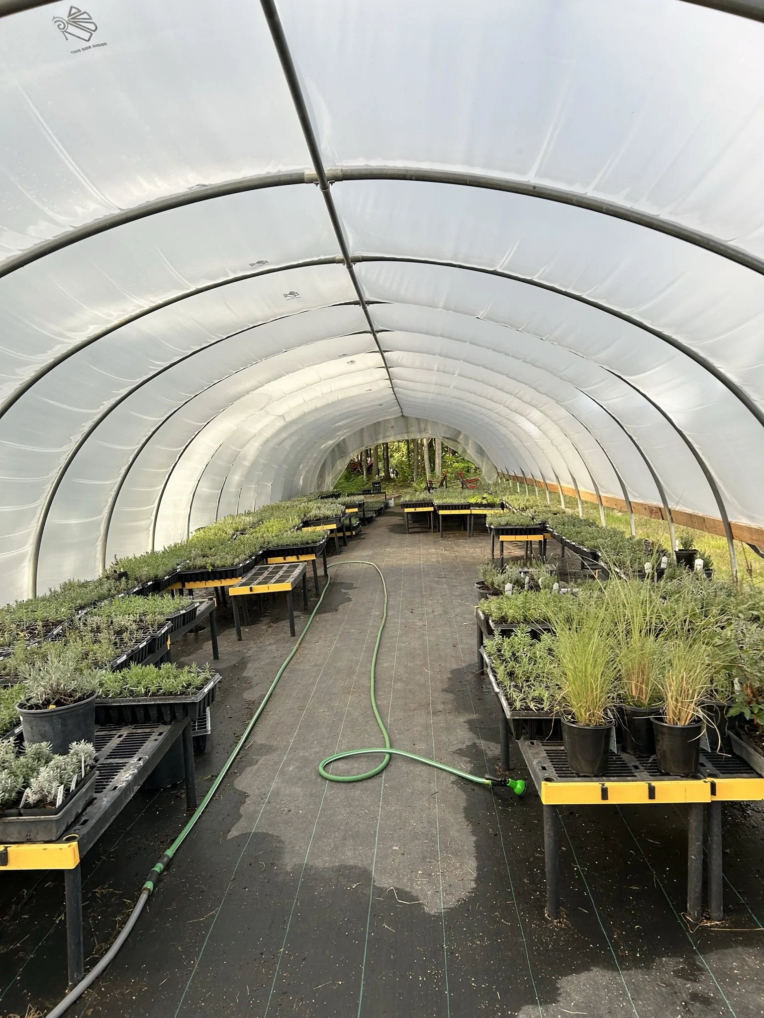 Lavender Fields Farm