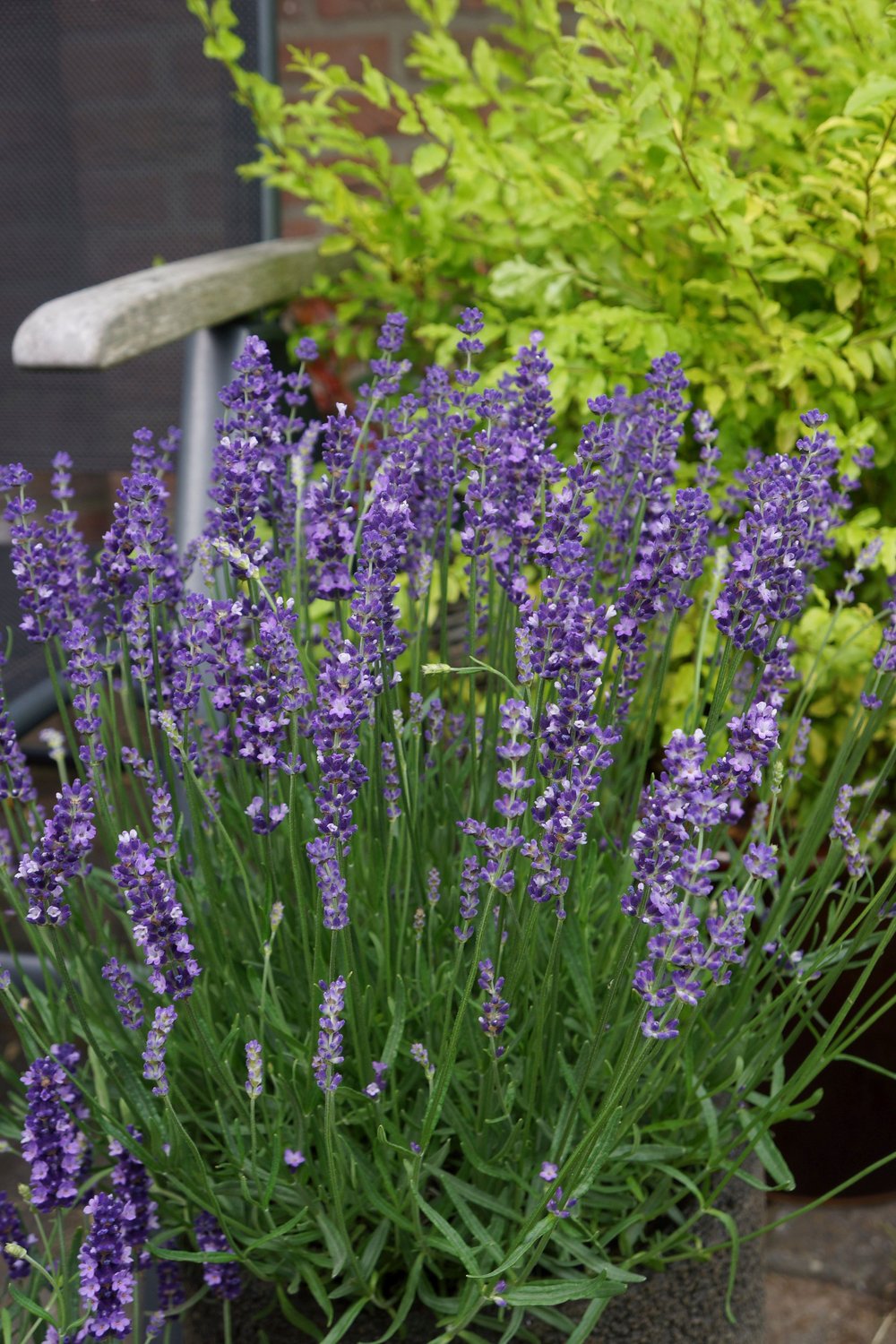 Lavender Varieties — Lavender Fields Farm