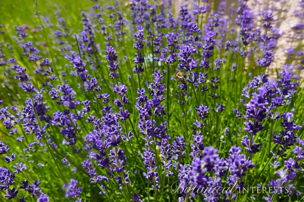 Lavender Varieties — Lavender Fields Farm