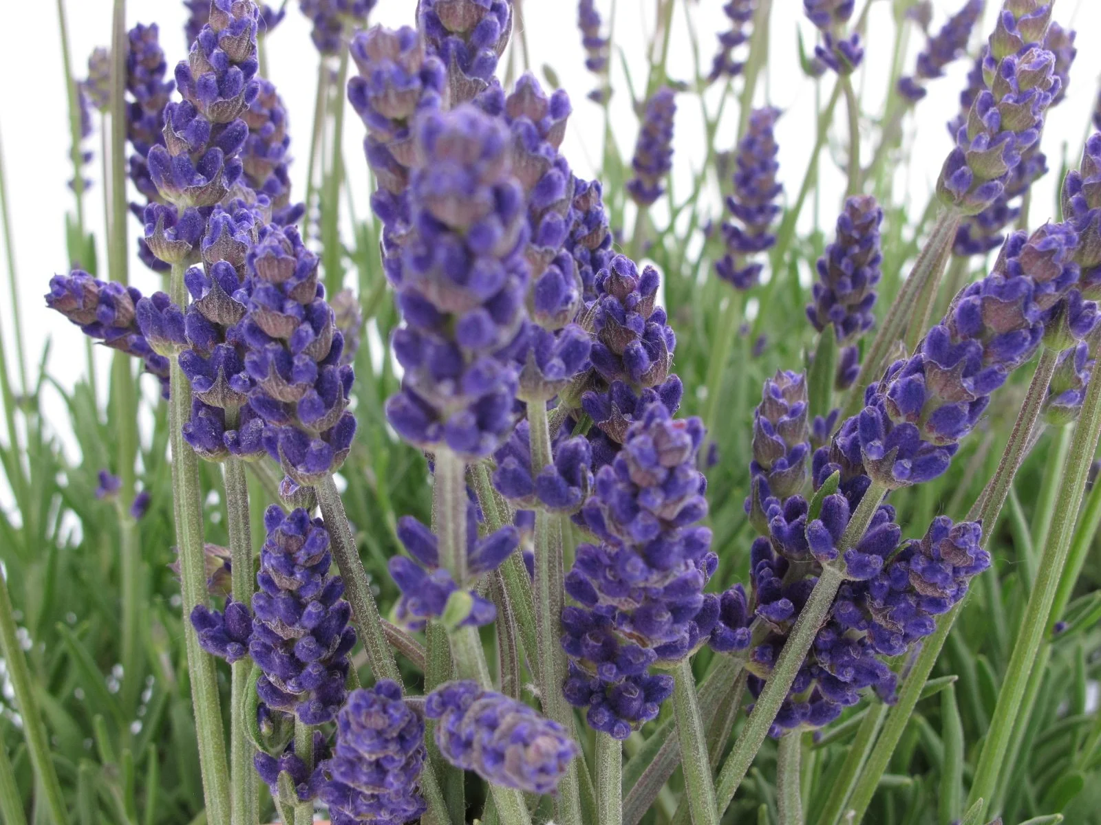 Lavender Varieties — Lavender Fields Farm