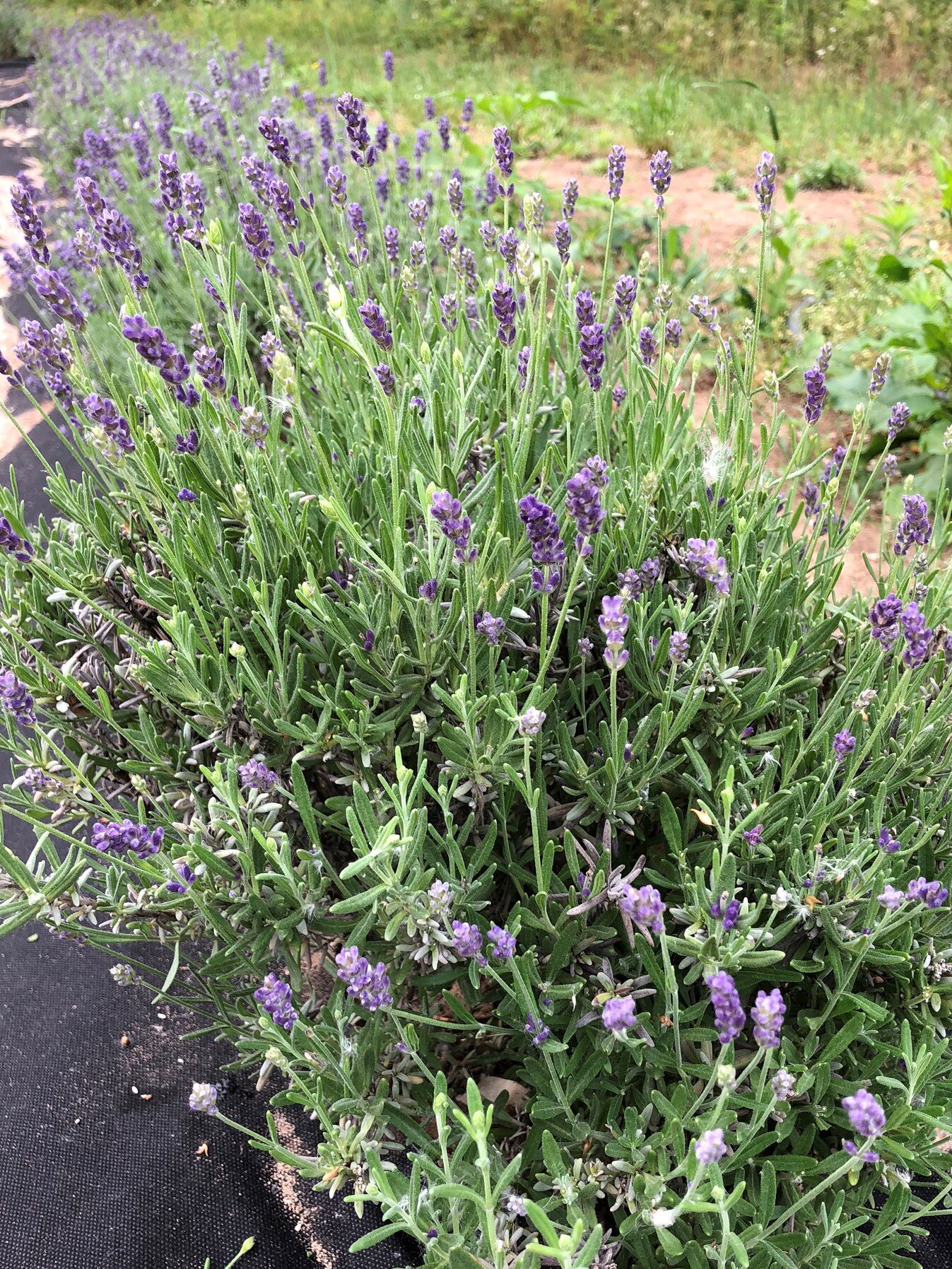 Lavender Varieties — Lavender Fields Farm