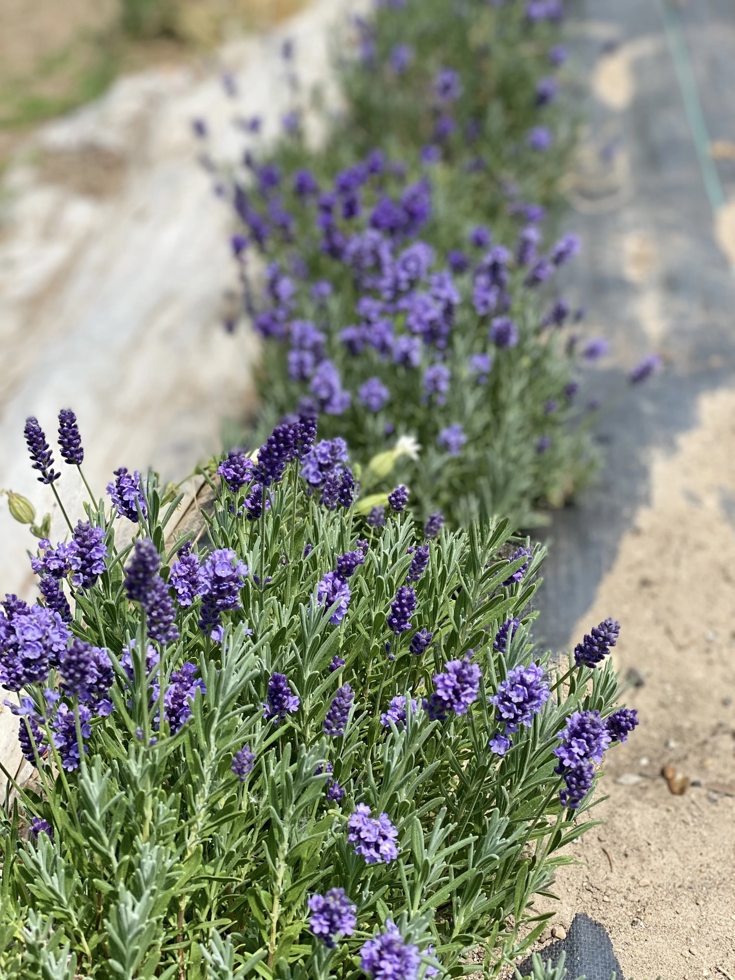 Lavender Fields Farm