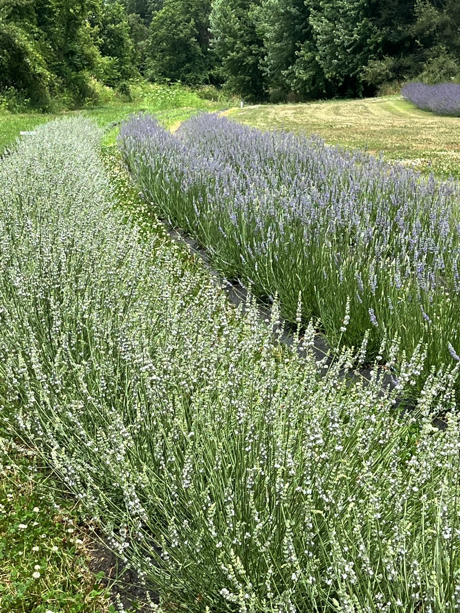 Lavender Fields Farm