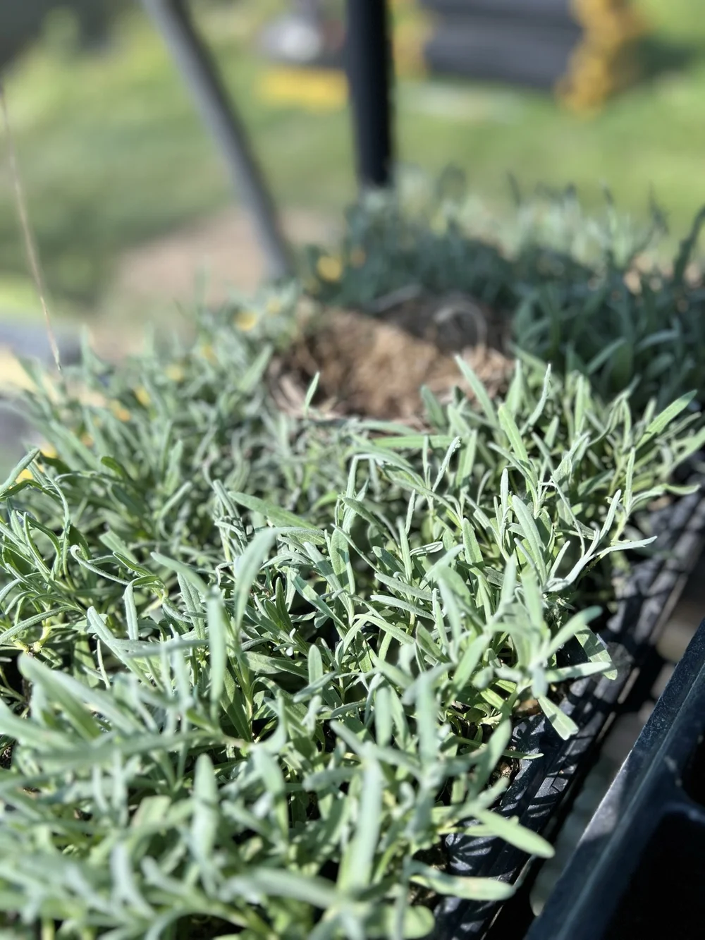 Lavender Fields Farm