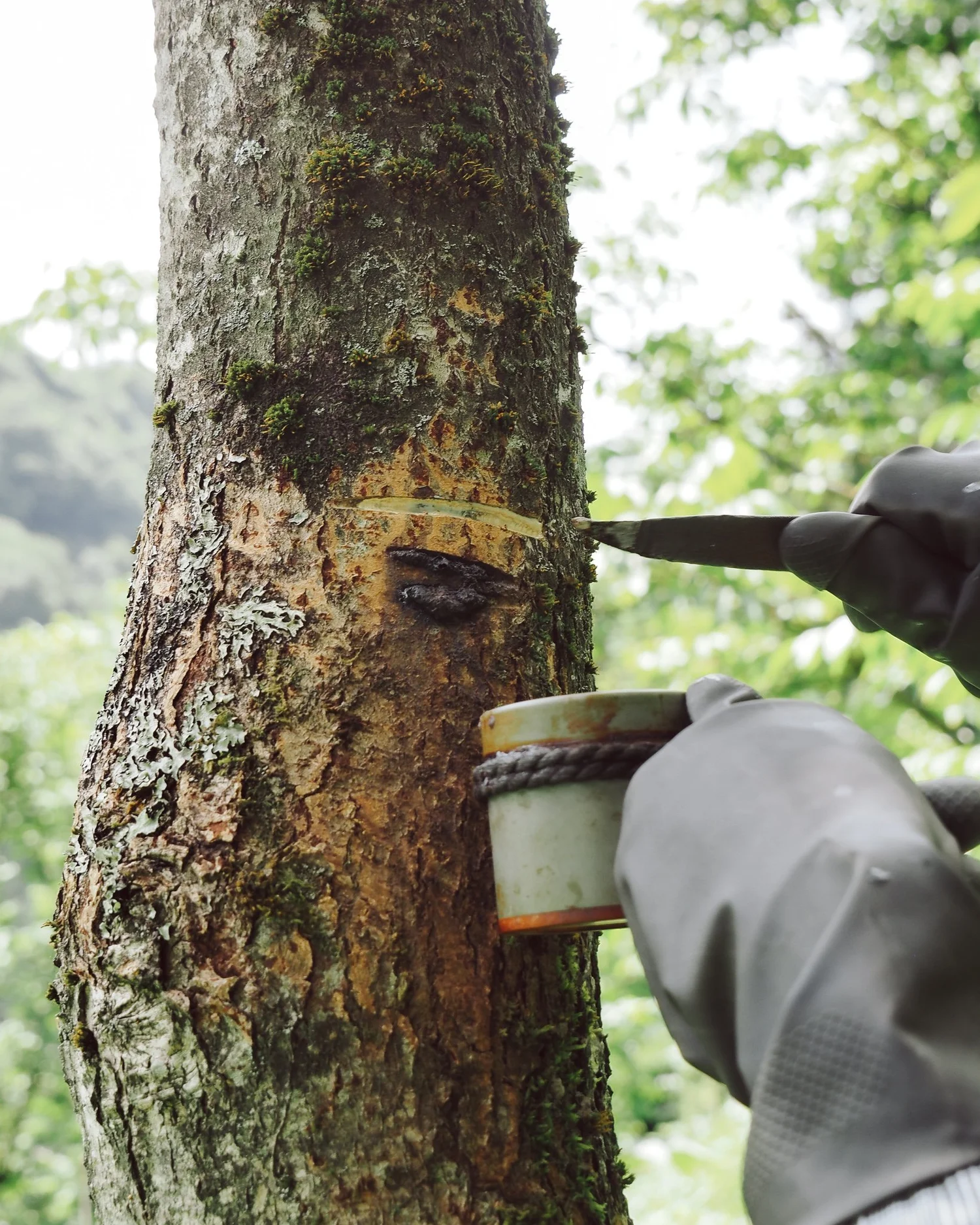 What is Urushi? (Japanese Lacquer) — sentomono